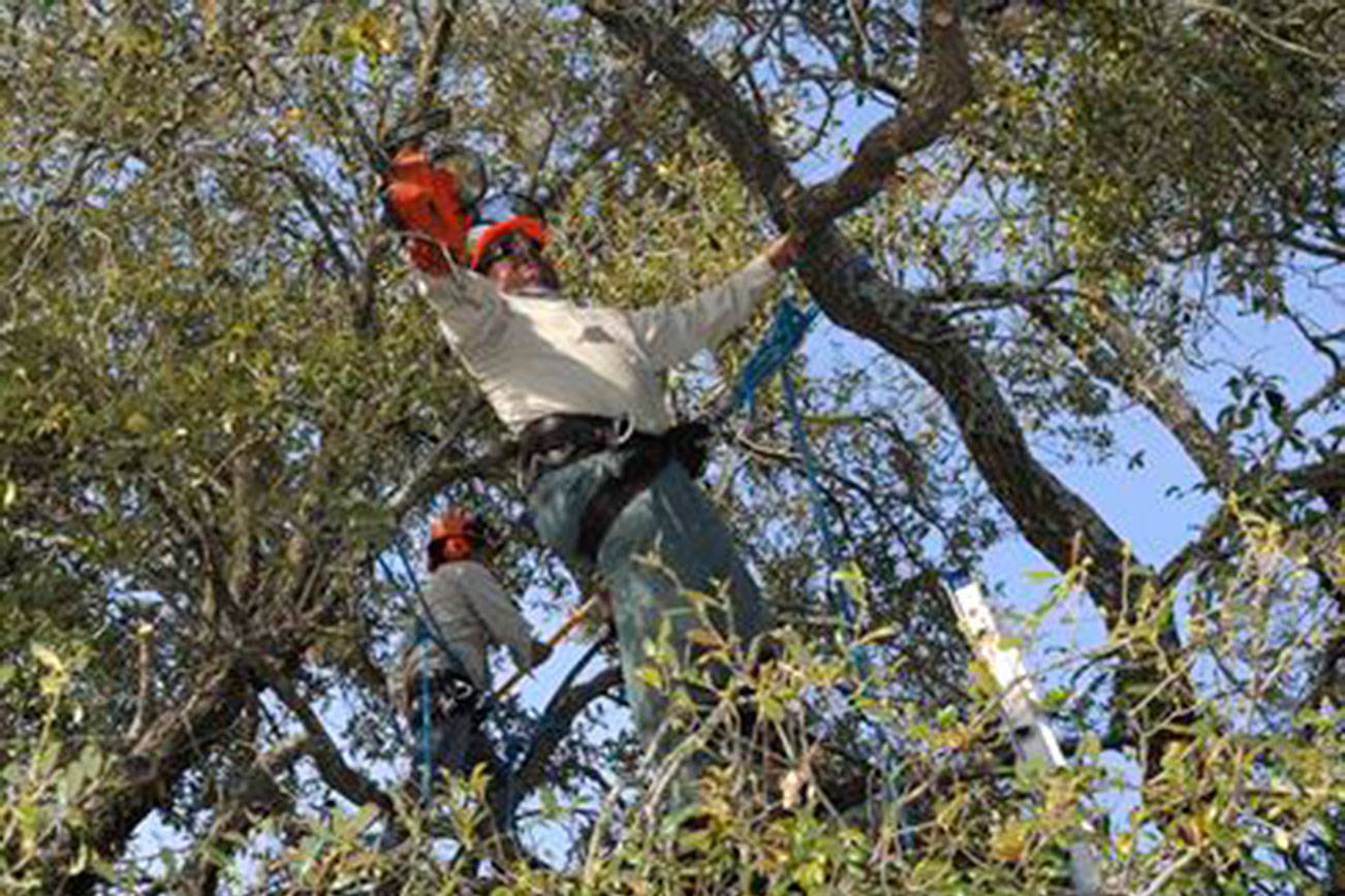 ‘Wind sailing’ rarely the way to save a tree | Renton Reporter
