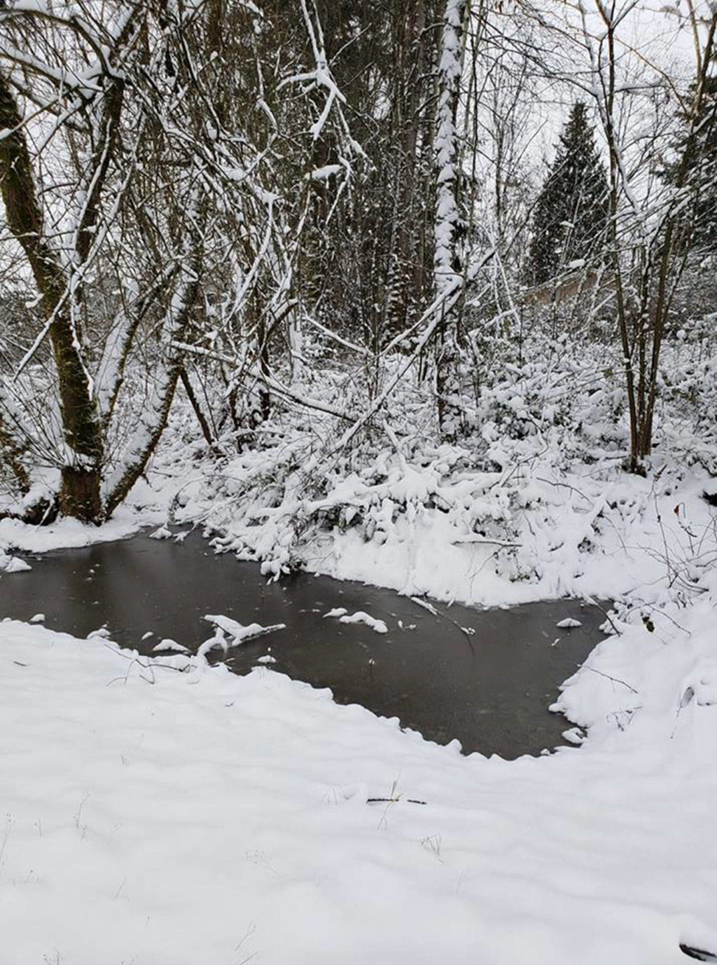 Photo gallery: Renton readers’ snow day | Renton Reporter