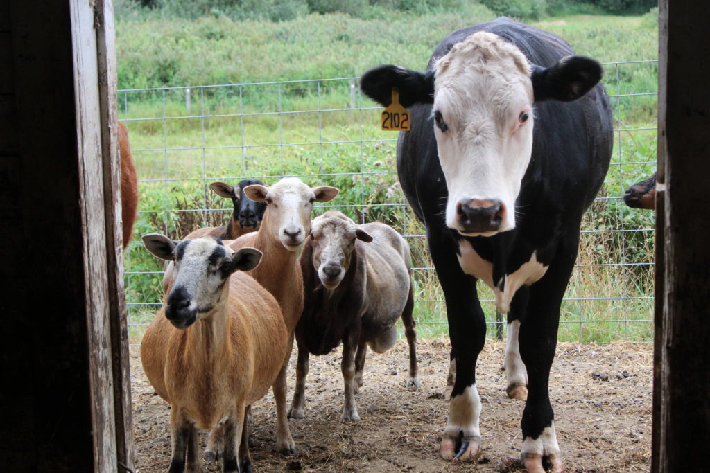 Soggy Bottom Farm offers beef, pork and a walking trail | Renton Reporter
