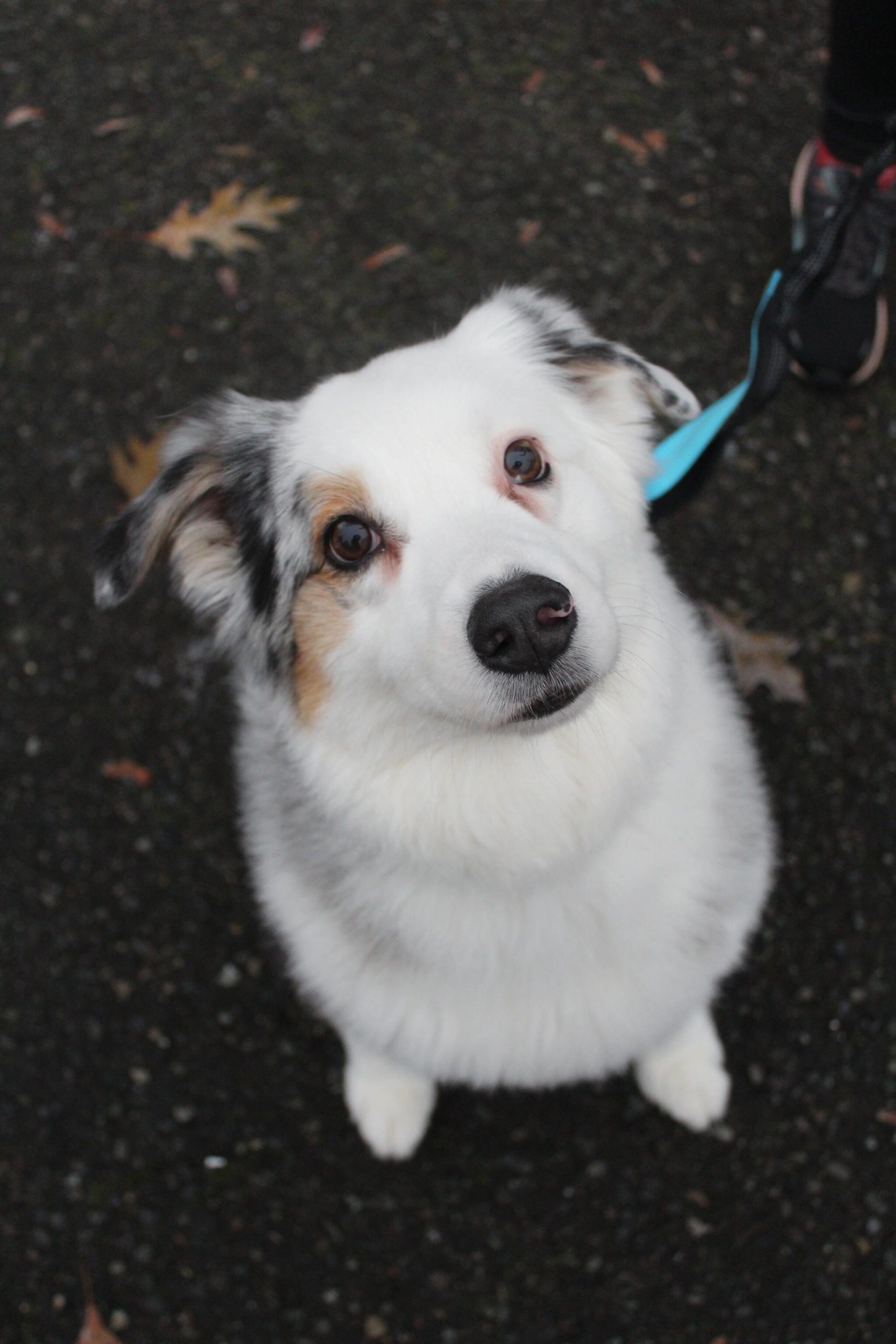 Photos: Renton’s furriest brave cold during annual K9 Candy Cane 5K ...
