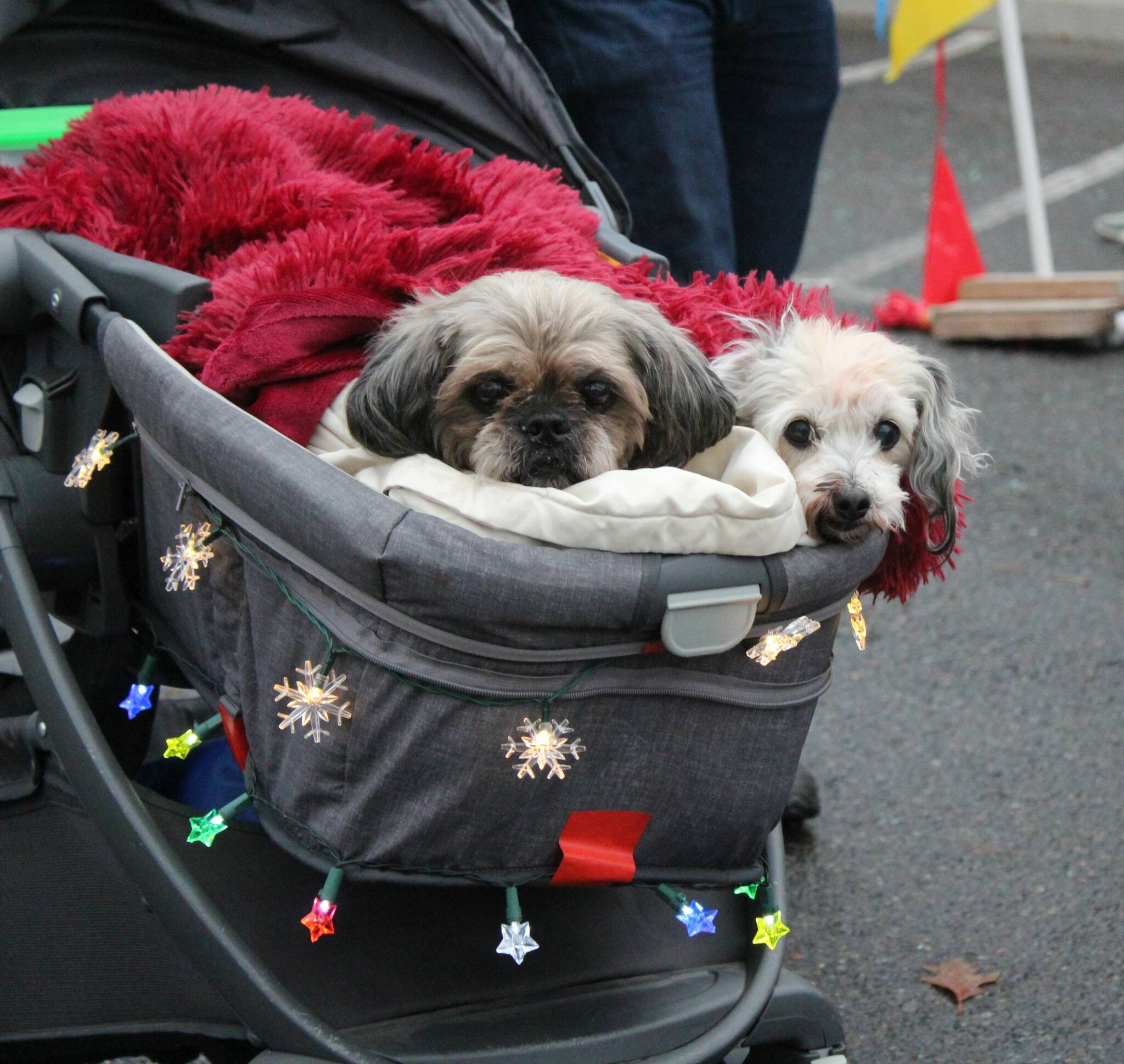 Photos: Renton’s furriest brave cold during annual K9 Candy Cane 5K ...