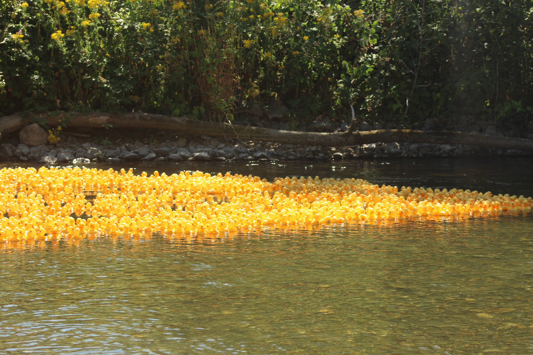 Quack-quack: Renton River Days is back with a splash | Photos | Renton ...