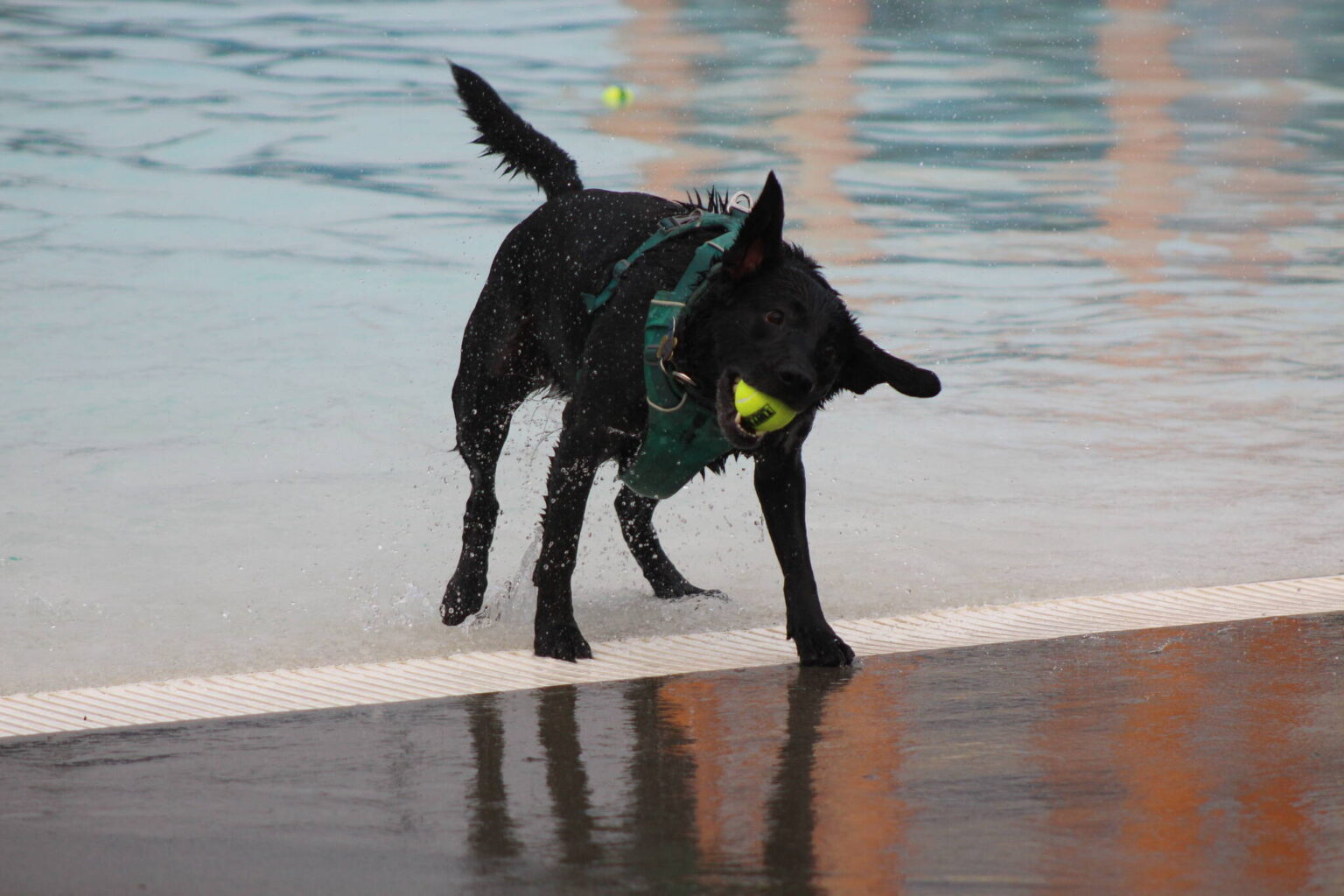 What’s going on around Renton? | Aug. 28 edition | Renton Reporter