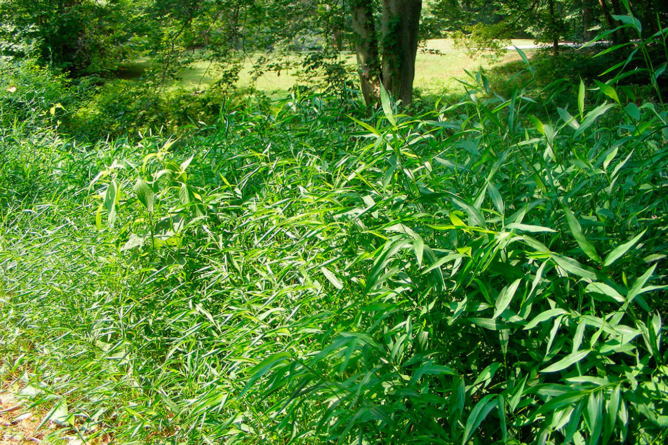 King County beginning seasonal battle against toxic and invasive plants ...